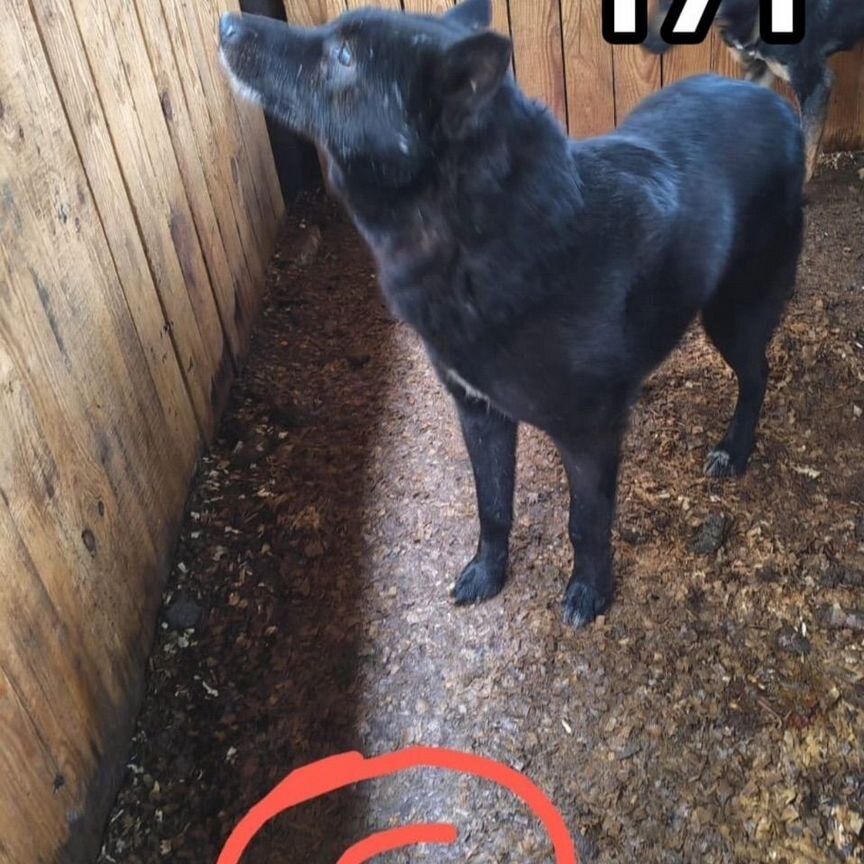 Взрослая собака в добрые руки