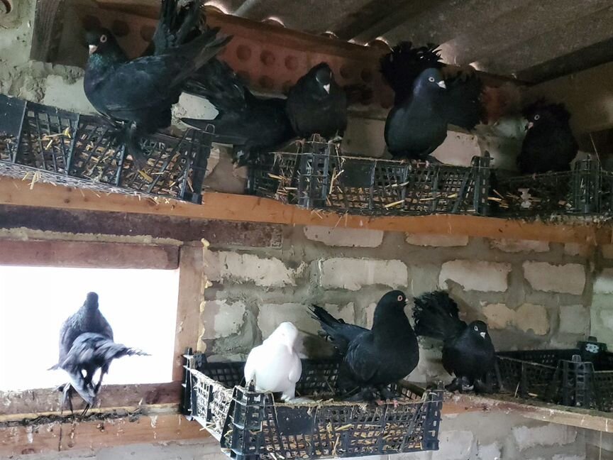 Статные голуби