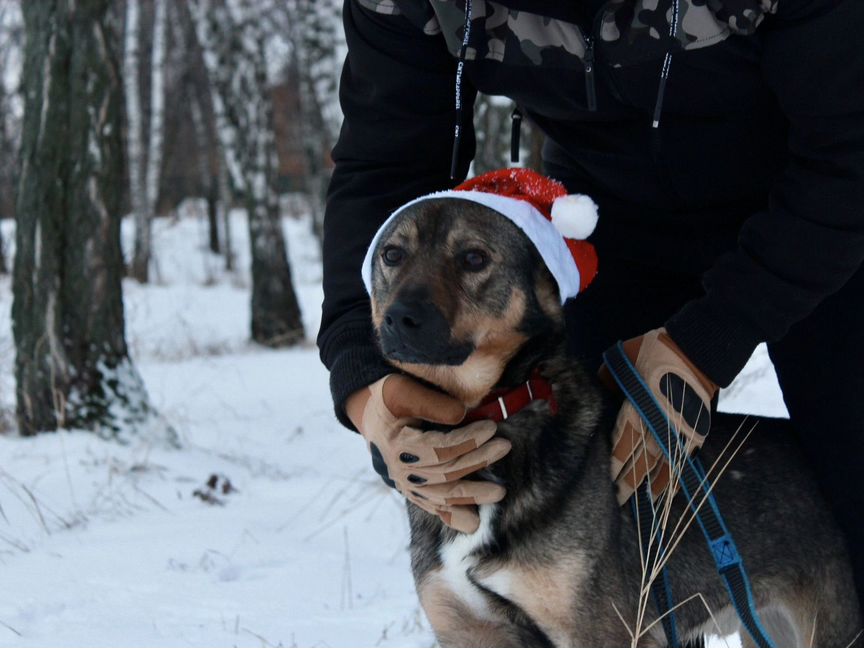 Собака в добрые руки