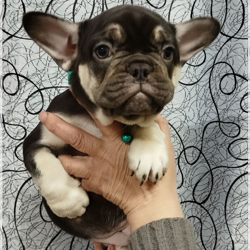 Французский бульдог, щенок