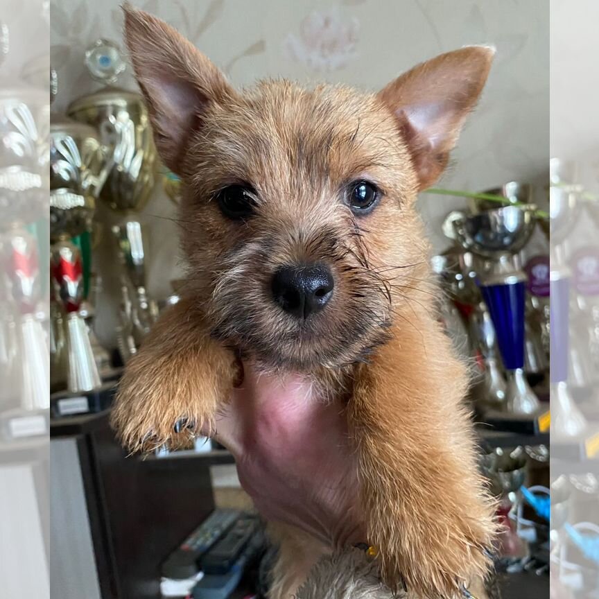 Норвич-терьер, щенок