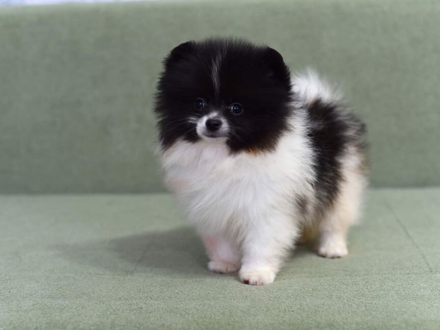 Бело черный щенок померанского шпица