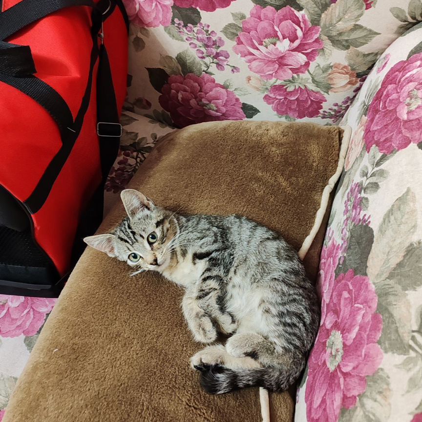 Котята серенькие