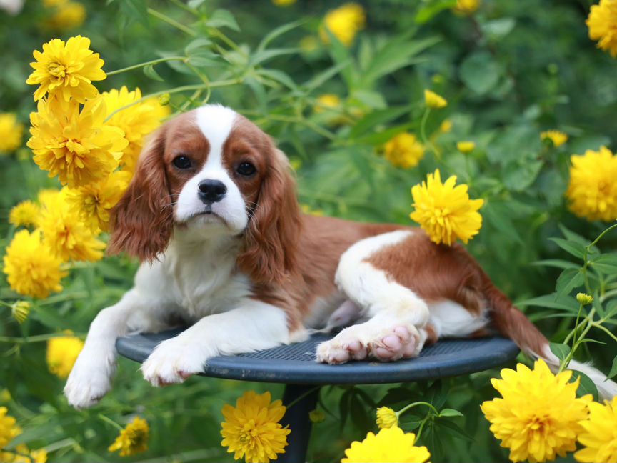 Кавалер Кинг Чарльз спаниель
