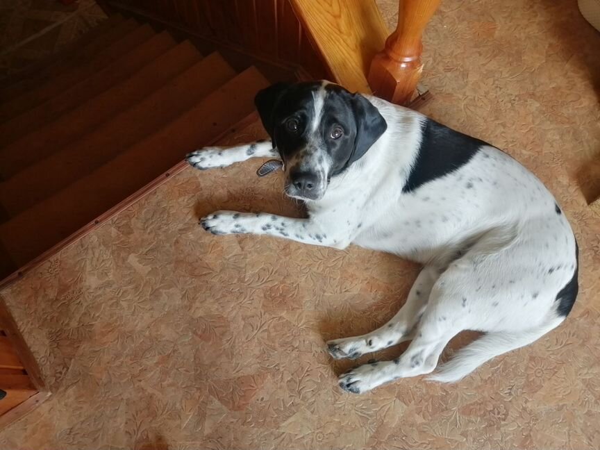 Собака в добрые руки отдам бесплатно