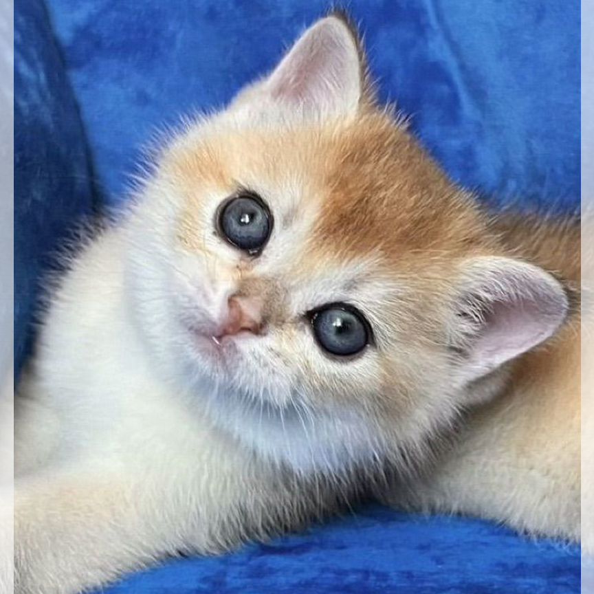 Милейшее создание котёнок золотая девочка