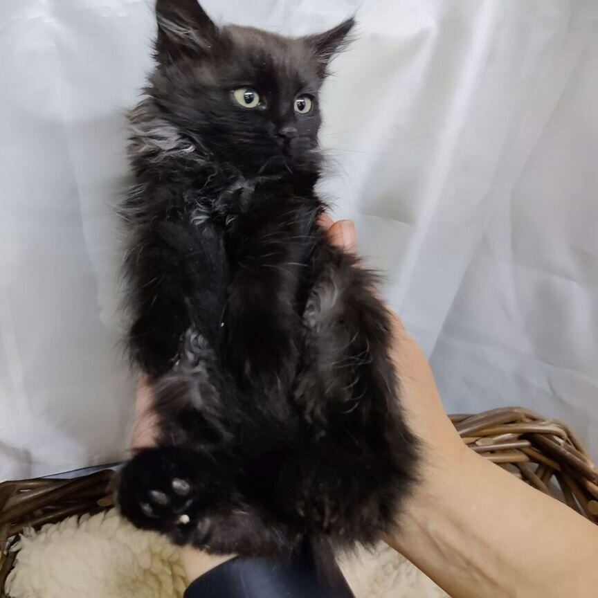 Котенок девочка