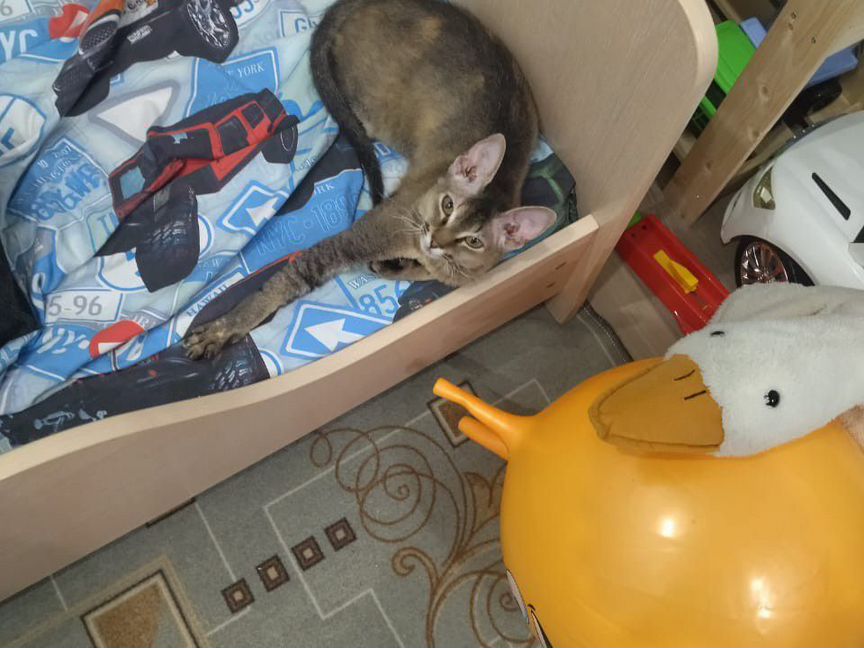 Кошка