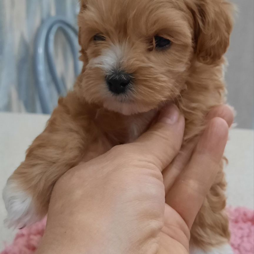 Пудельмальтипу