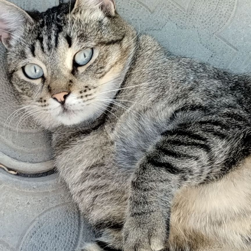 Кошка