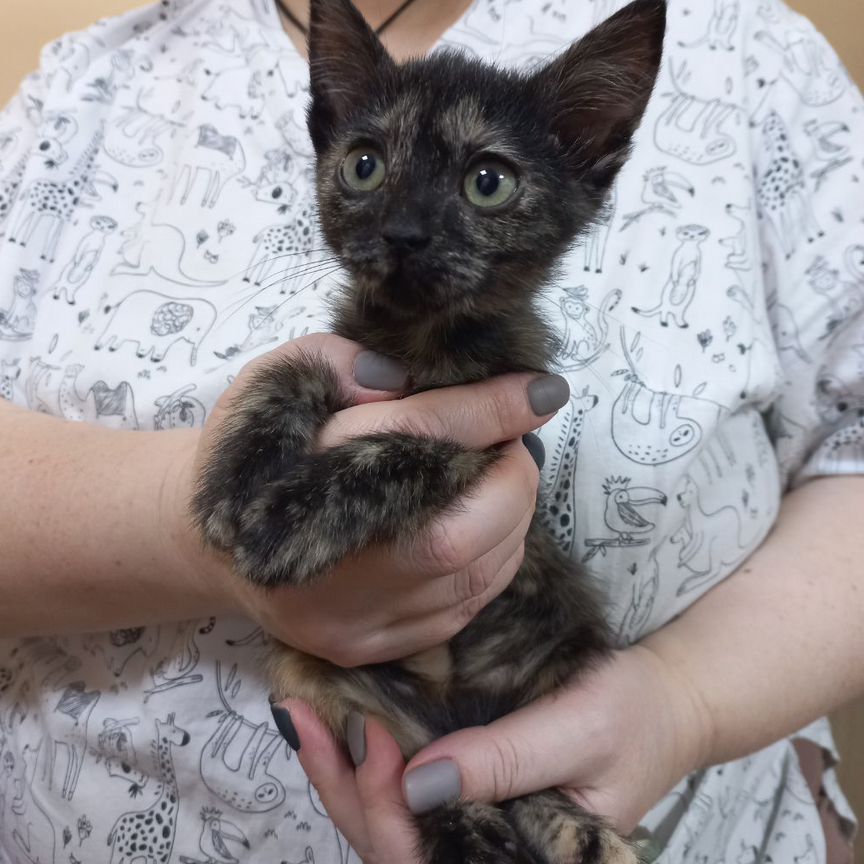 Котенок девочка 2 месяца