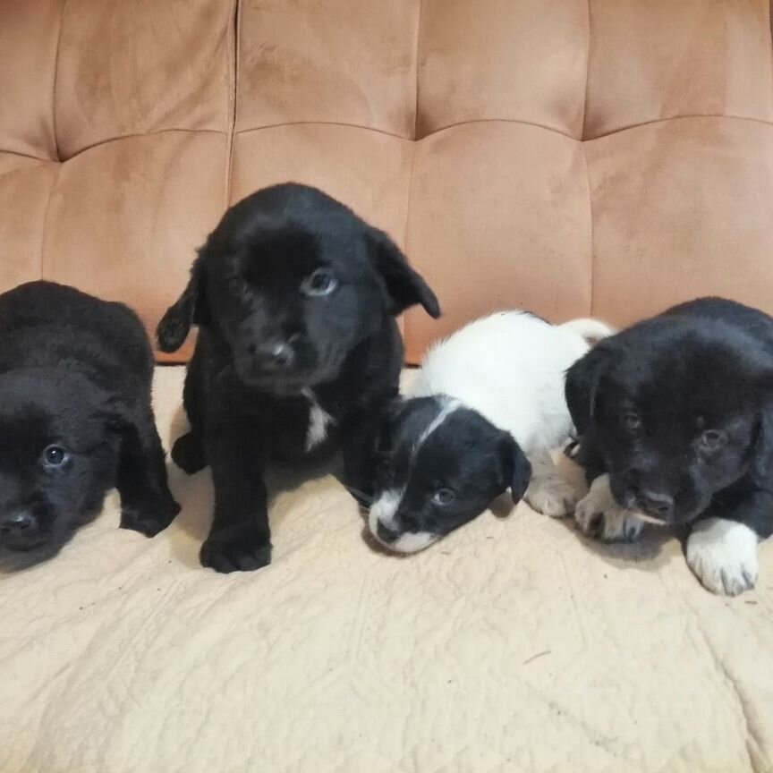 Щенки в добрые руки