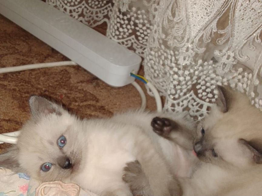 Котята