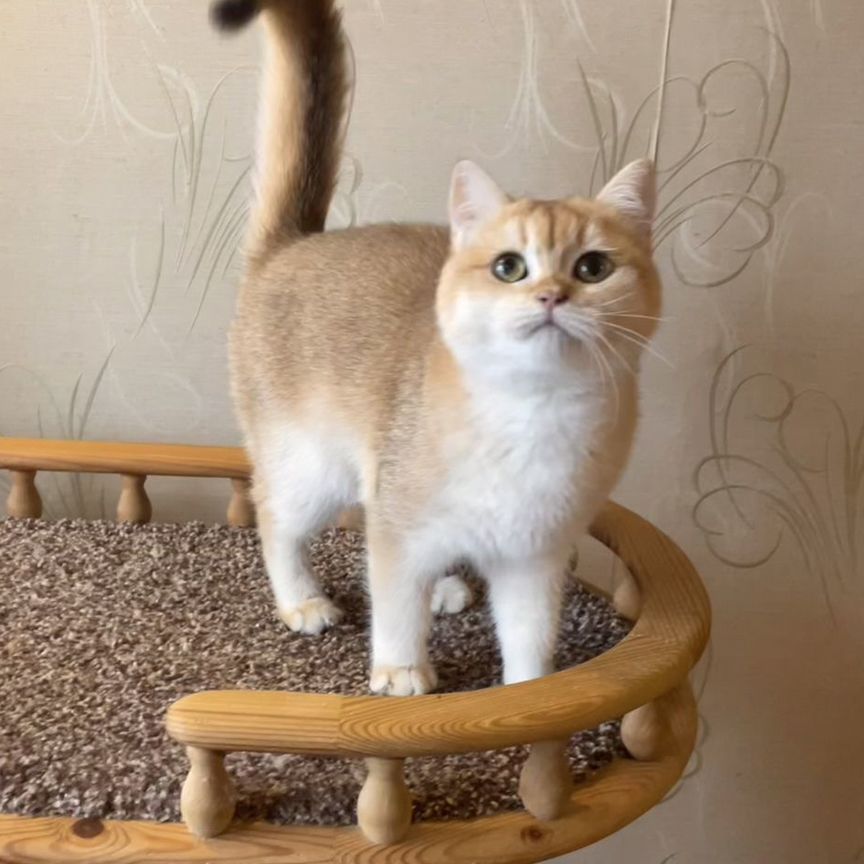 Кошечка золотого окраса