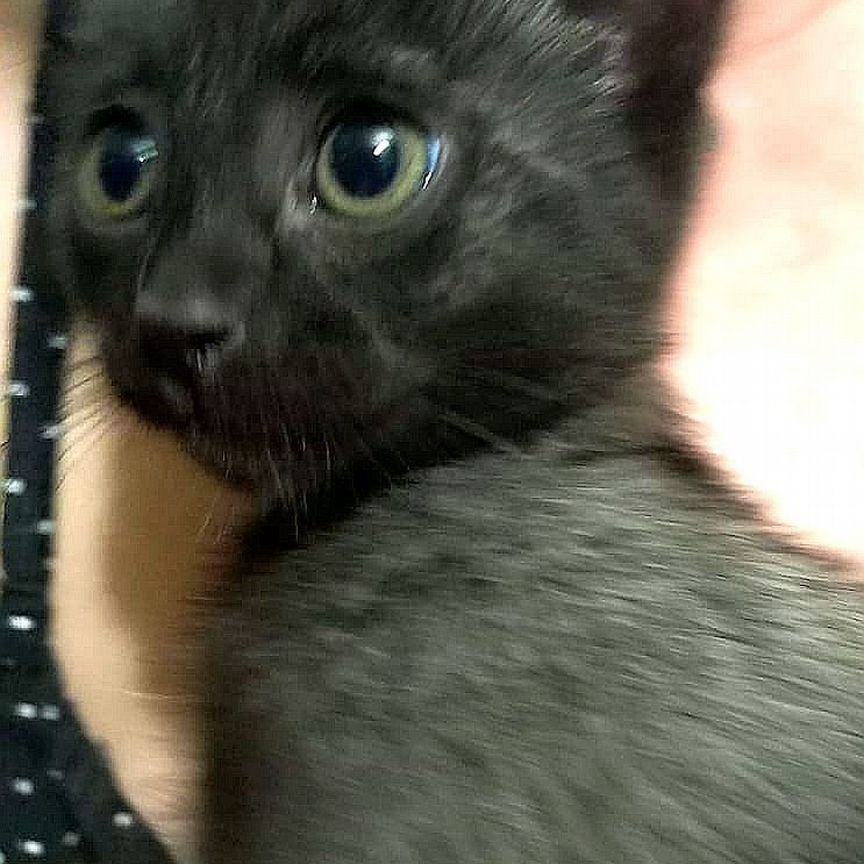 Котенок 2мес