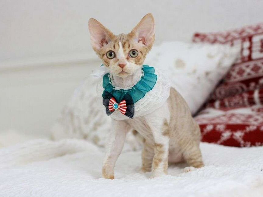 Котёнок породы Девон Рекс