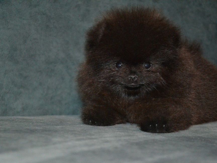 Померанский шпиц мини черная девочка мишка