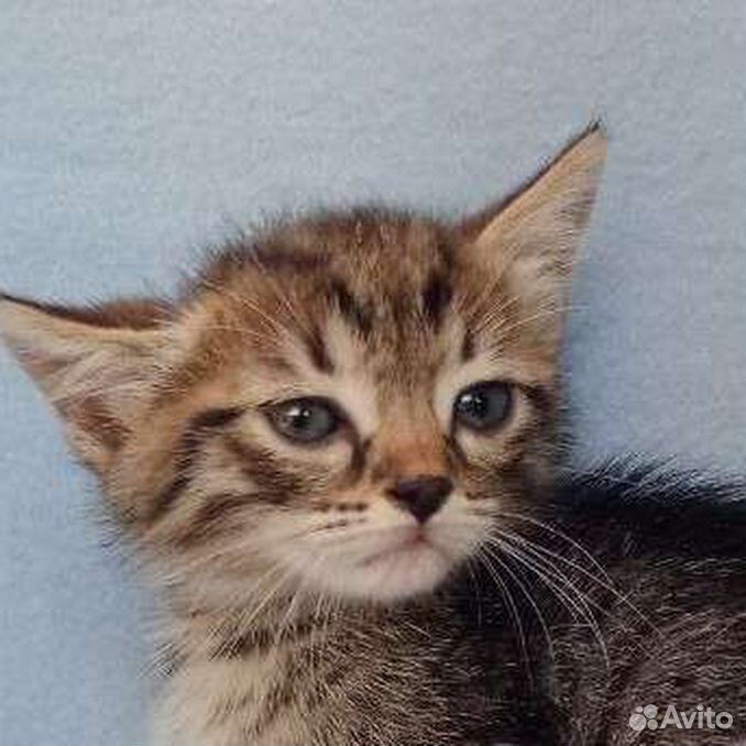 Малышик ищет семью