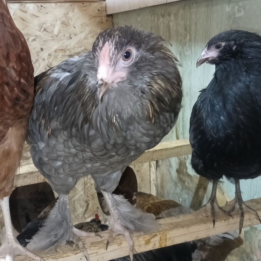 Петухи Амеруакана