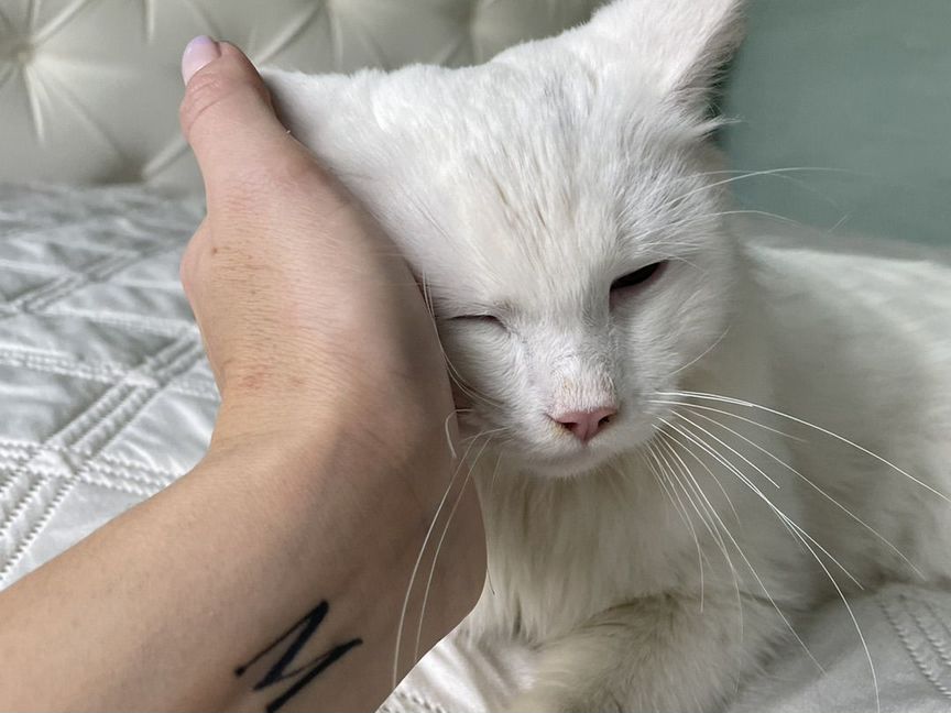 Кот умирает на улице