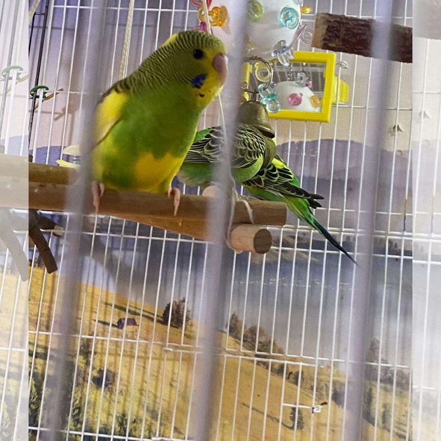 Волнистый попугай