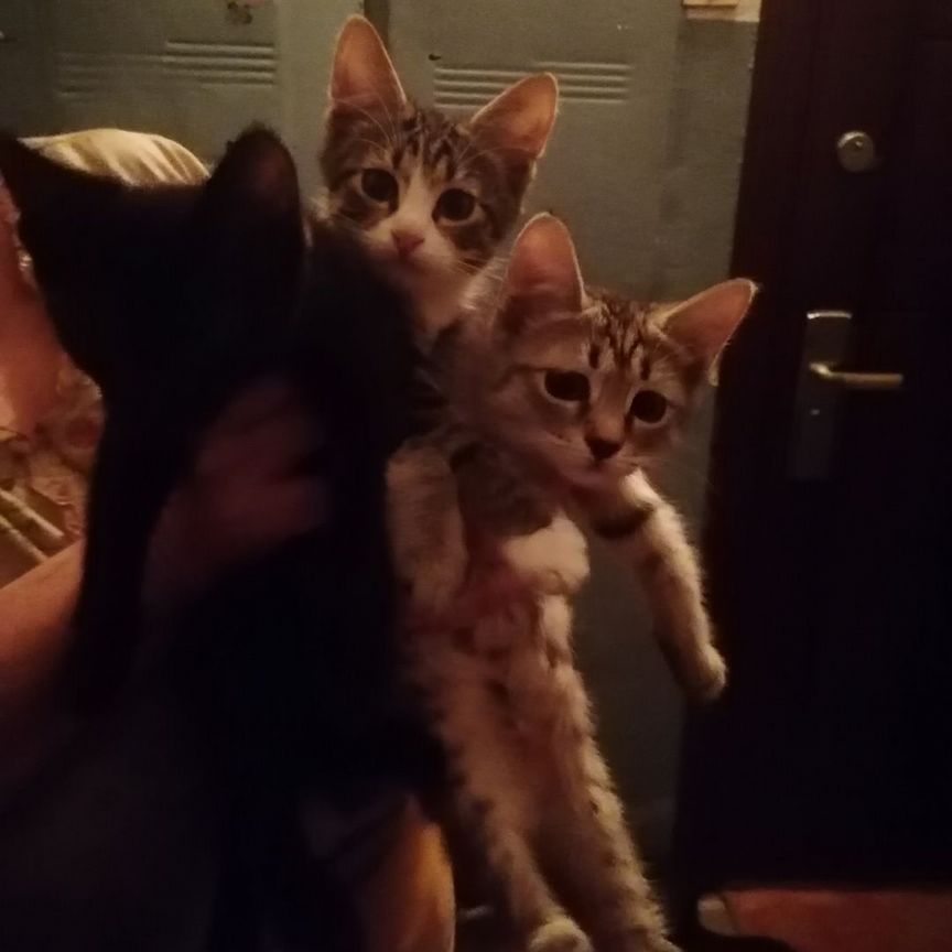 Котята - подростки и кошки