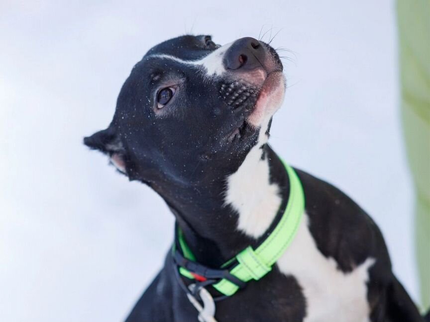 Фенотип стаффордширского терьера бесплатно