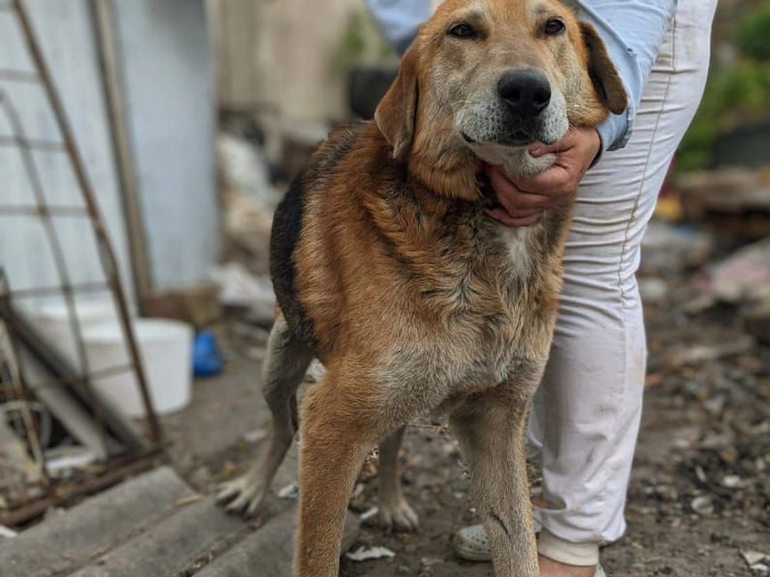 Собака в добрые руки