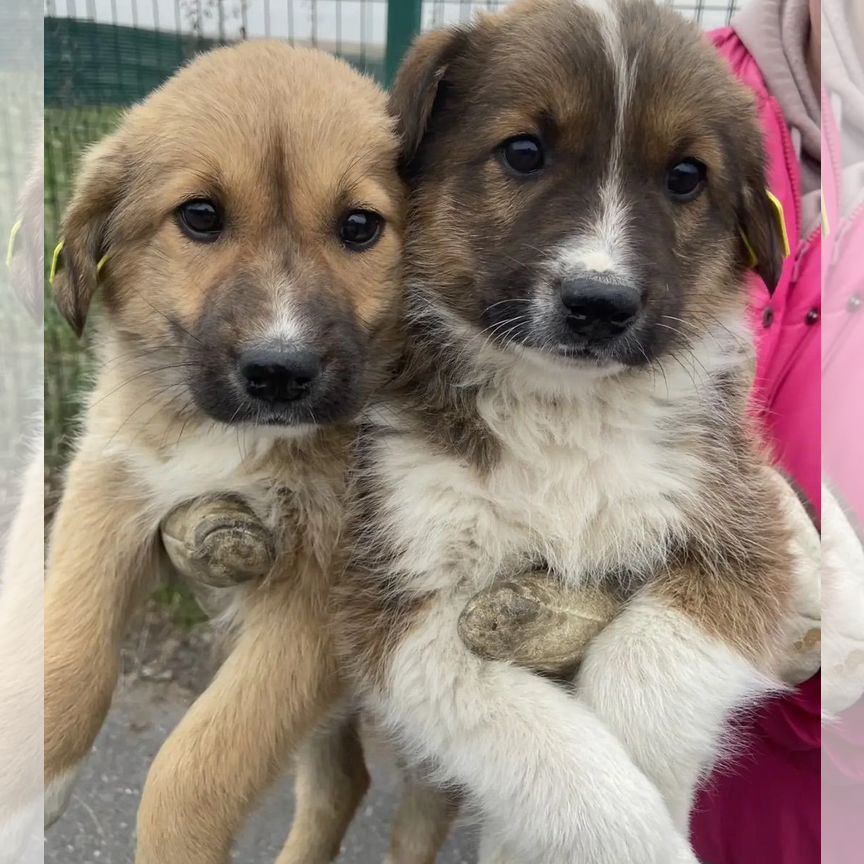 Щенок в добрые руки