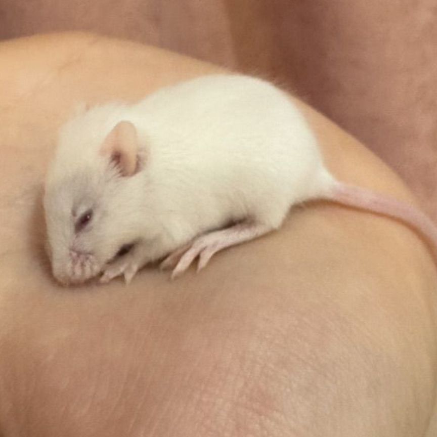 Кормовые мыши бегунки