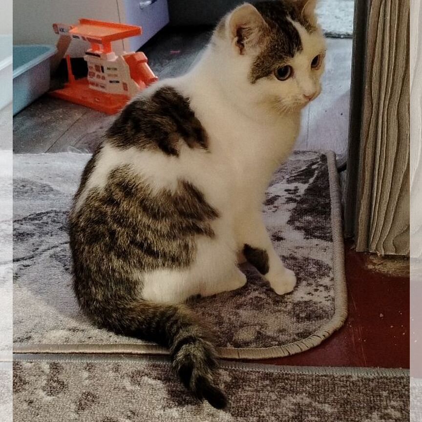 Котёнок в добрые руки