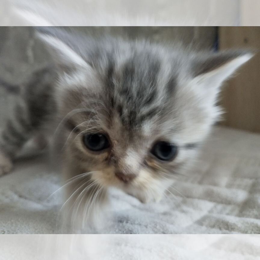 Экзотический короткошёрстный котёнок