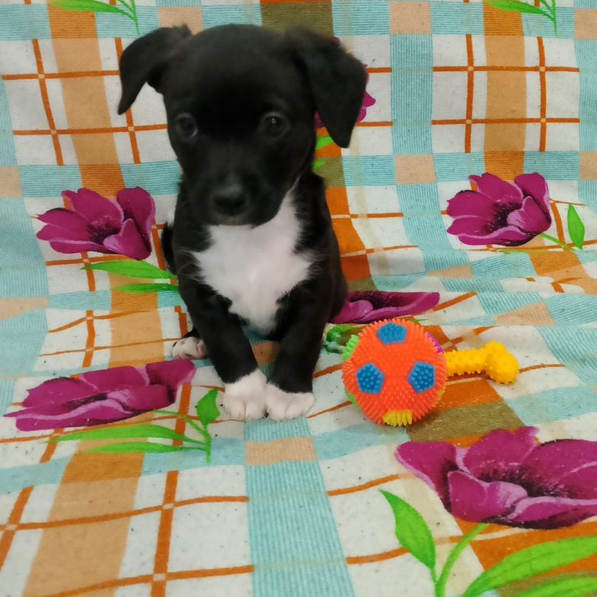 Щенок в добрые руки