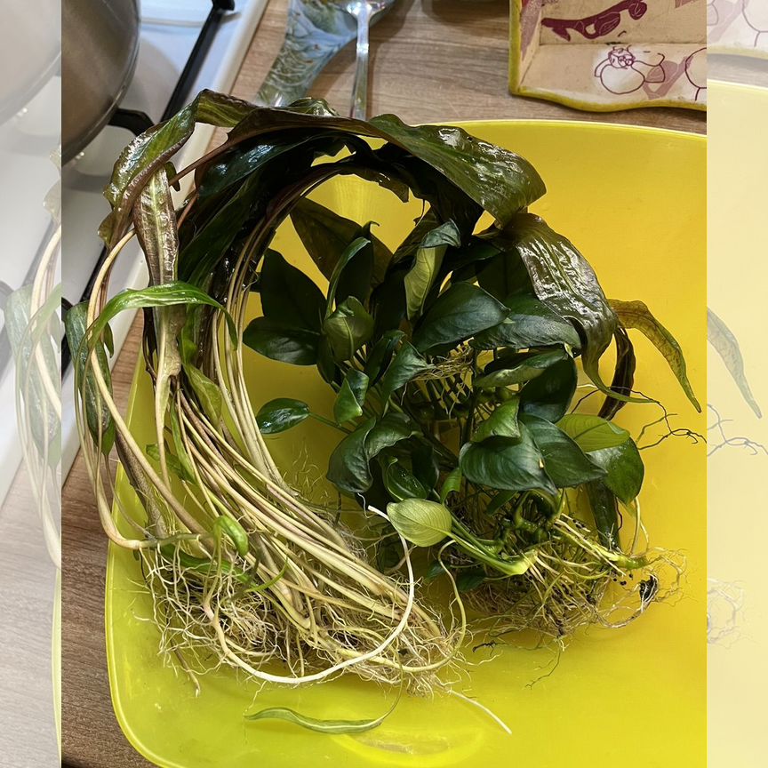 Аквариумные растения прополка