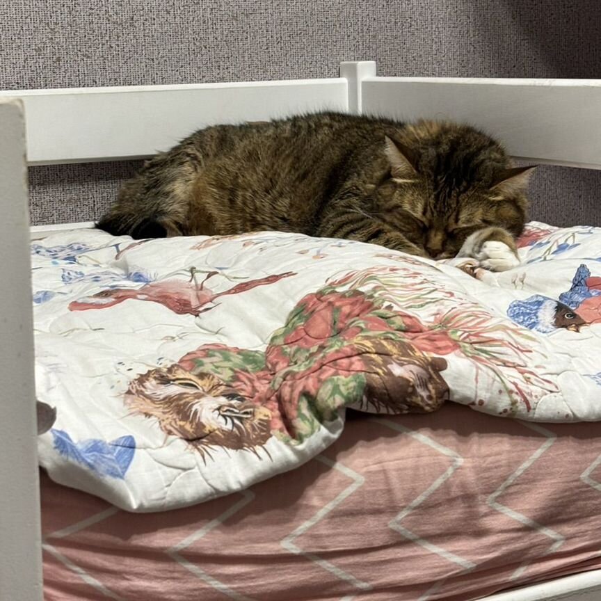 Взрослый кот в добрые руки