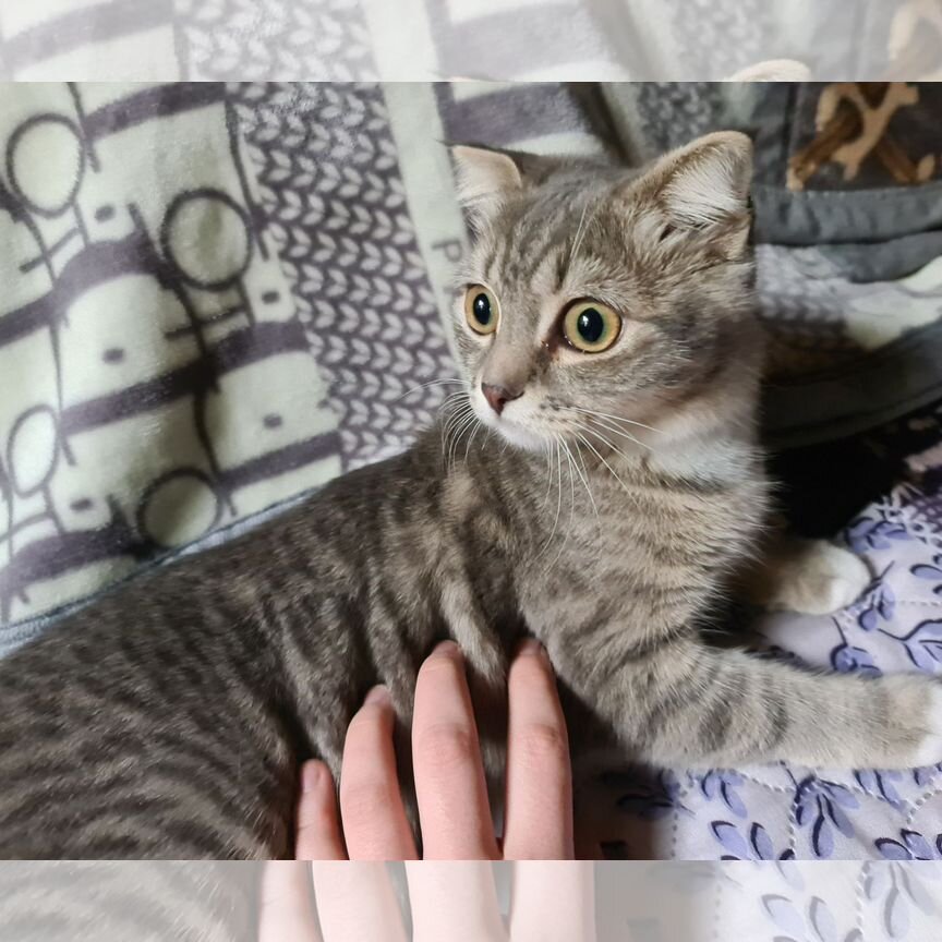 Кошка пародистая