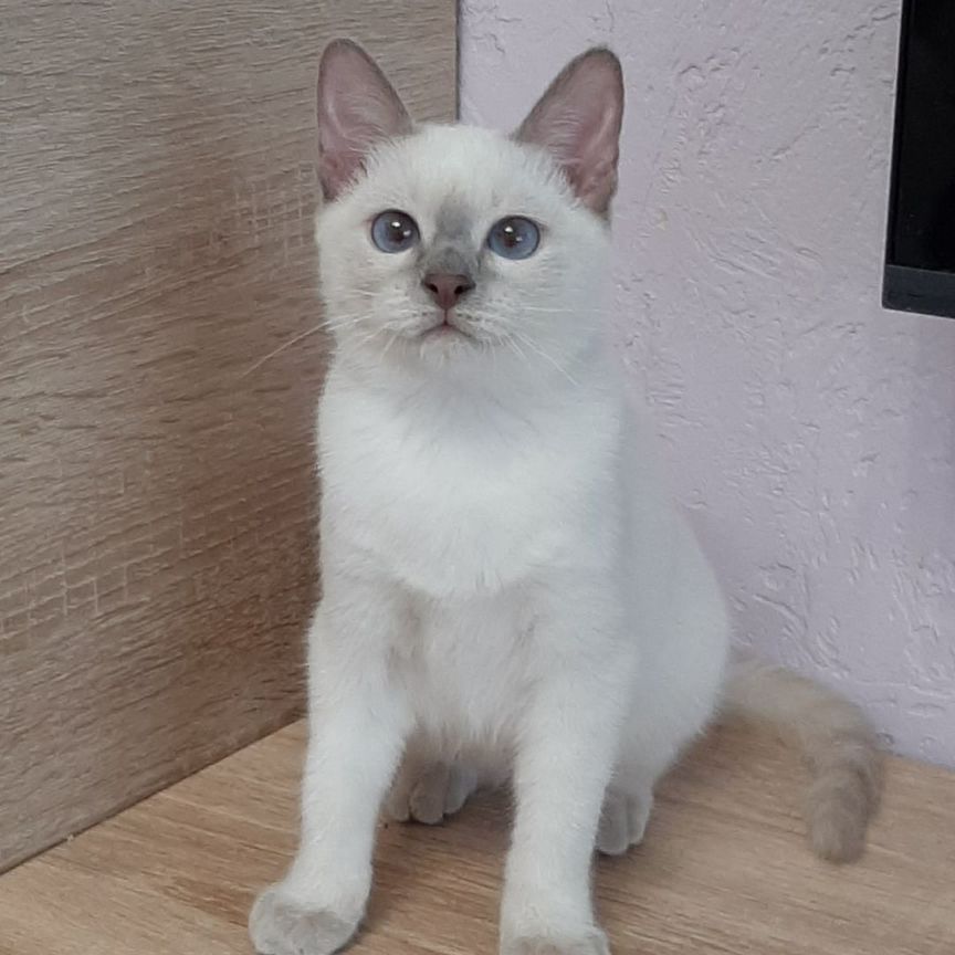 Породистый тайский котенок