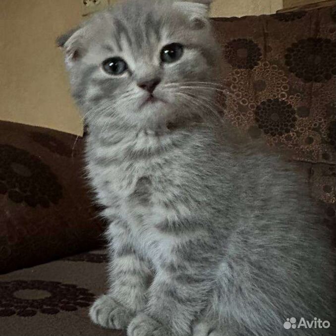 Шотландский веслоухий мальчик