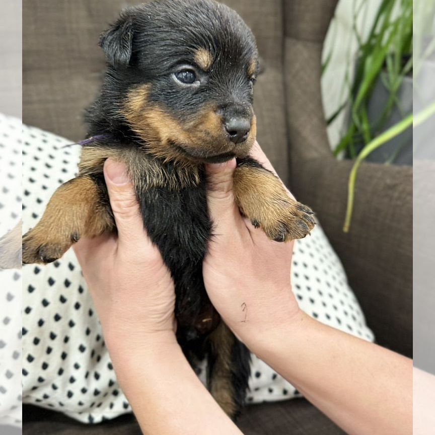 Ротвейлер, щенок