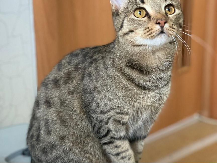 Кошечка Настя в семью