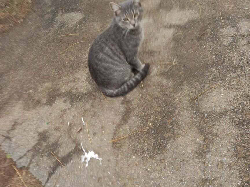 Котик бесплатно в добрые руки