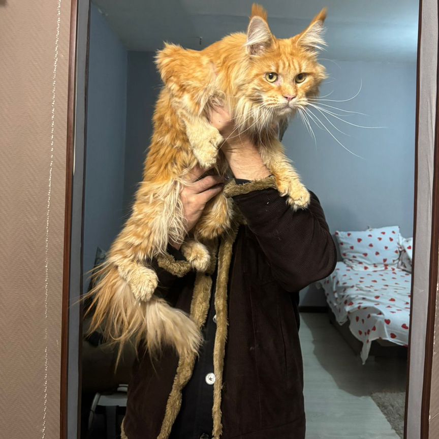 Мейн-кун котёнок