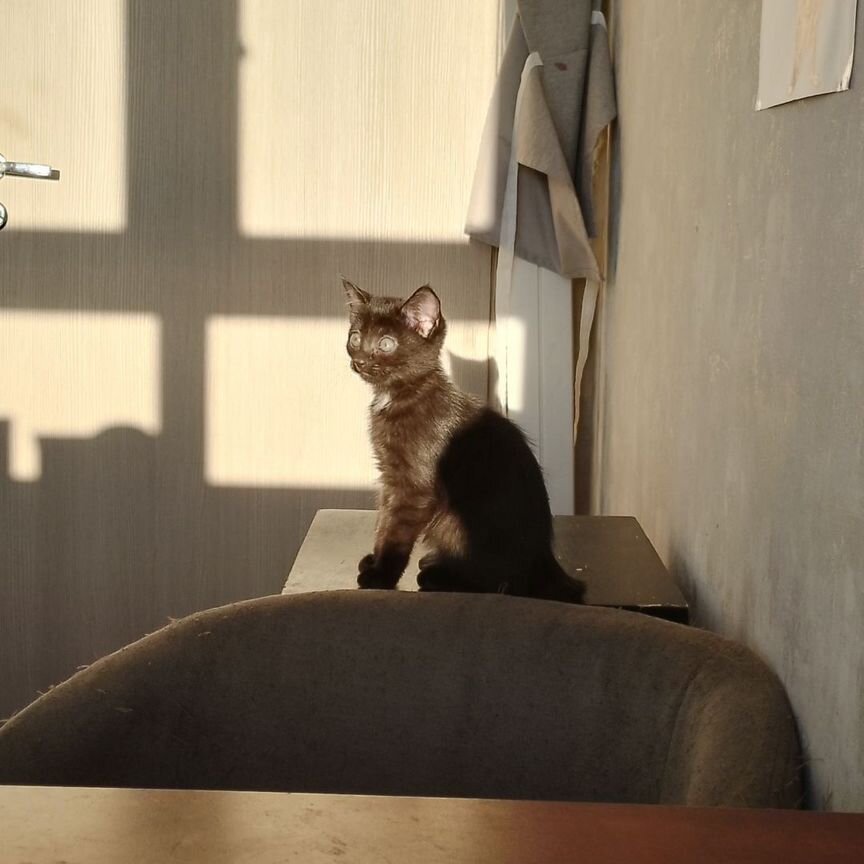 Котëнок