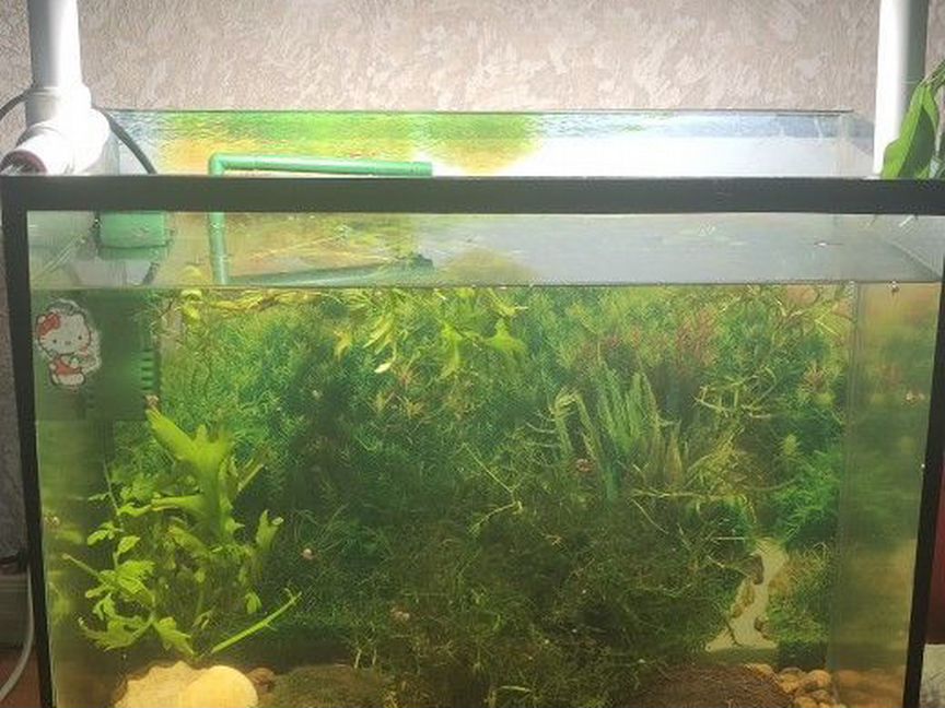 Аквариум со всем содержимым