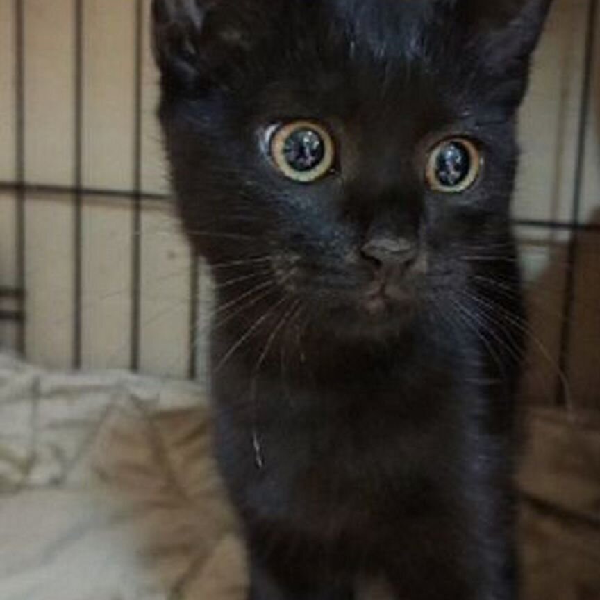 Чернышка 5 мес очень очень ласковая выбросили дома