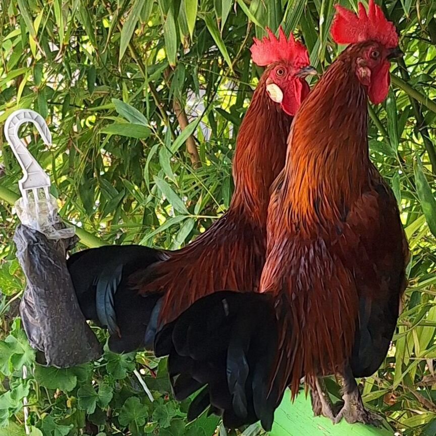 Петушки Бентамки 7мес