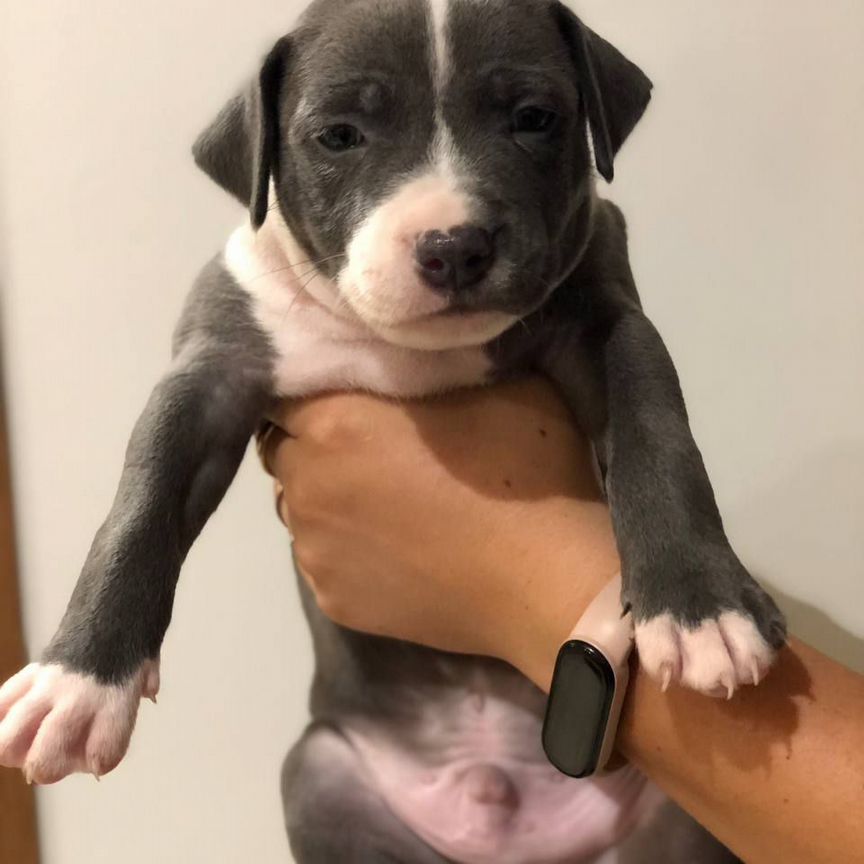 Стаффордширский терьер