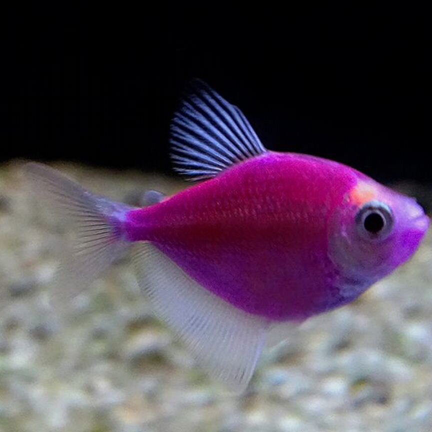 Тернеция гло ежевичная - Gymnocorymbus GloFish