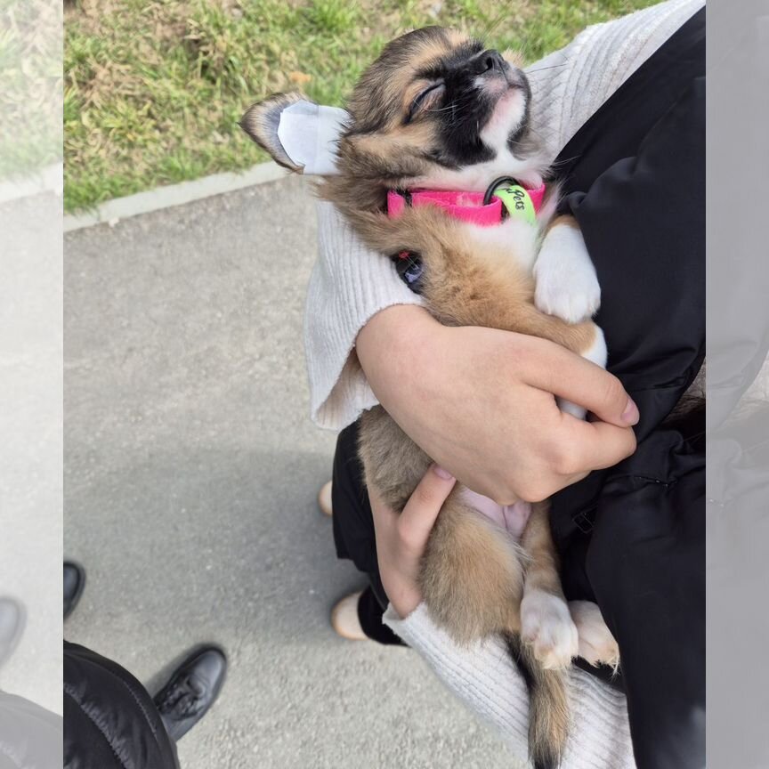 Чихуахуа, щенок