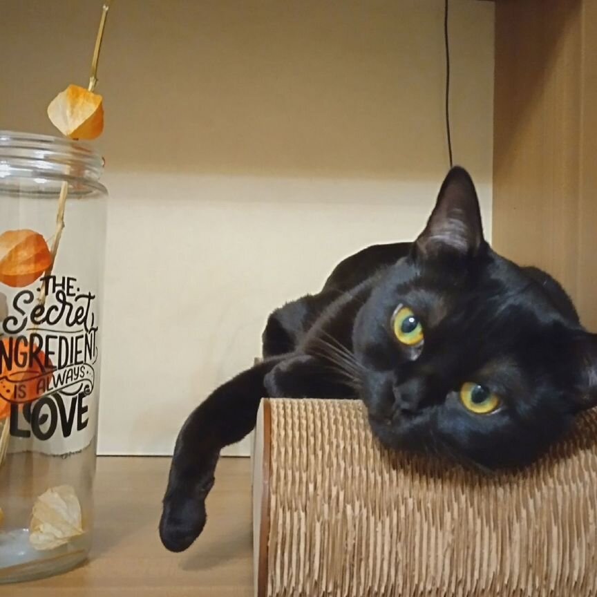 Отдам кота в добрые руки